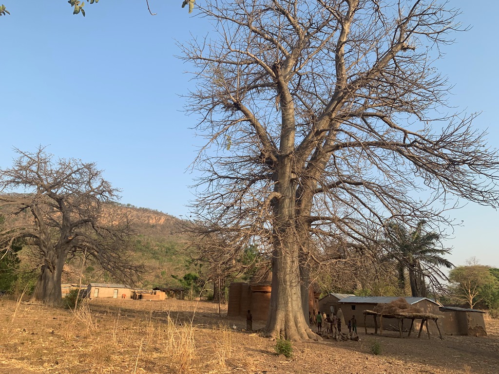 Baobab powder – Togo Sunny