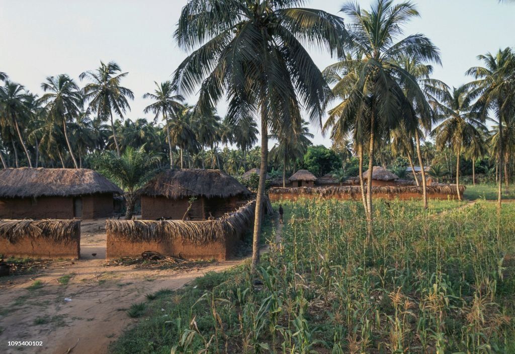 Oil : Coconut oil from Togo-Africa – Togo Sunny